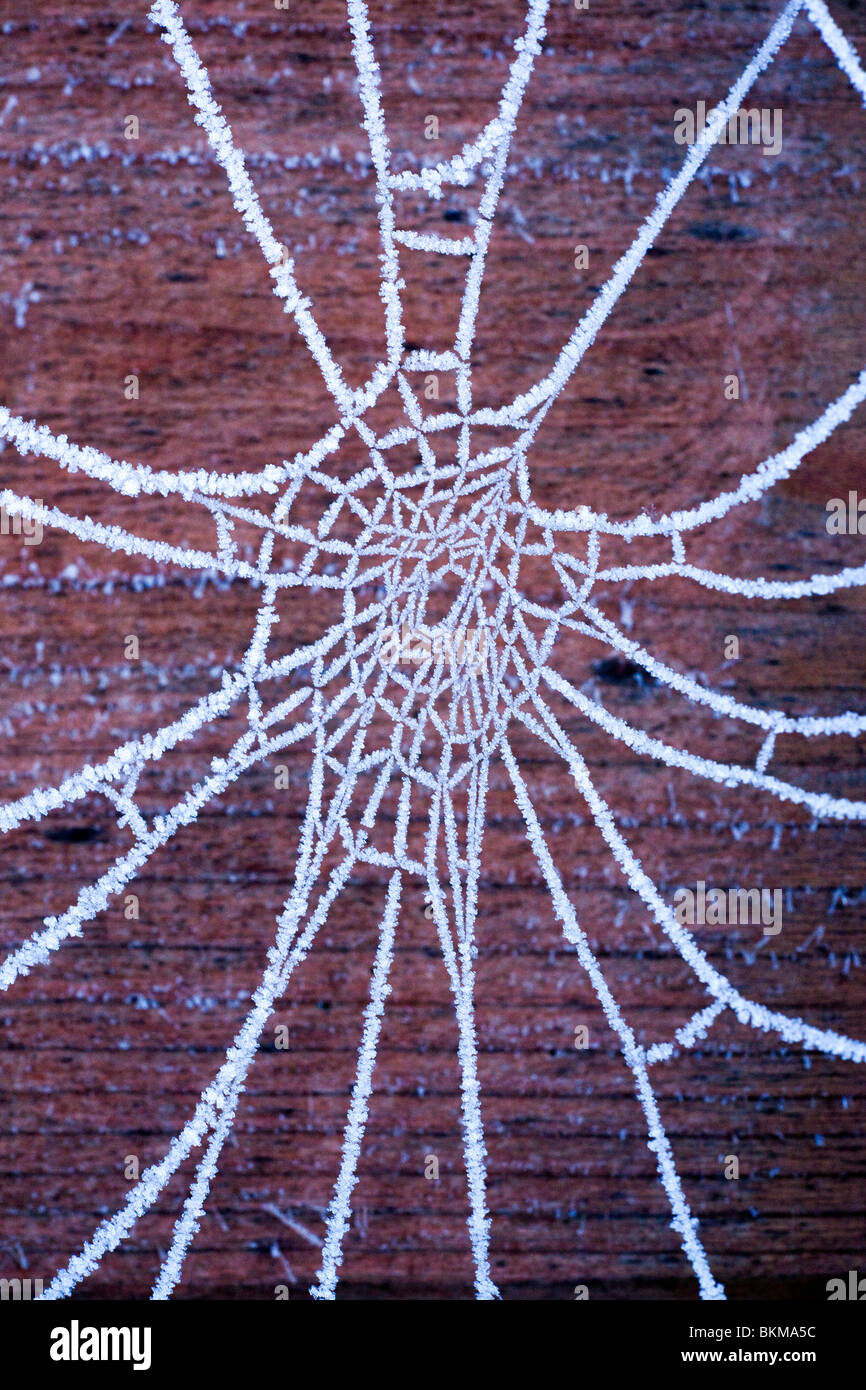 frost on a cobweb in winter Stock Photo - Alamy