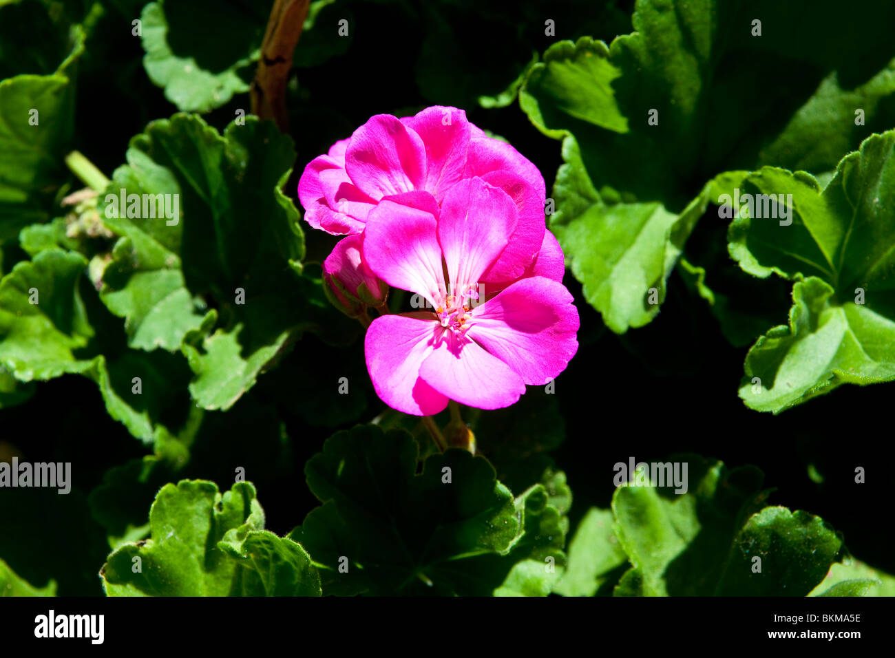Double Pink Geranium High Resolution Stock Photography and Images - Alamy