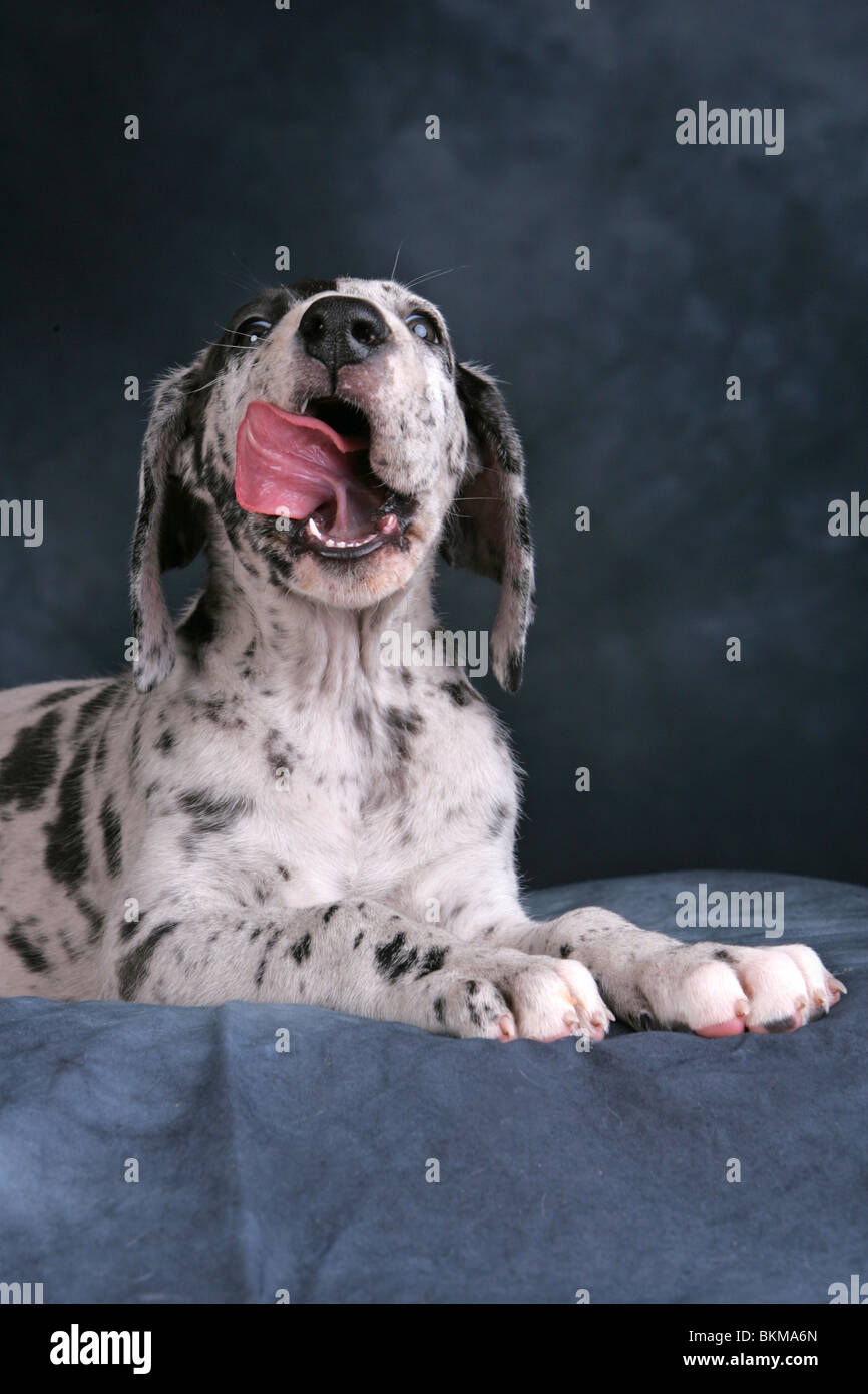 Great Dane Puppy Stock Photo - Alamy
