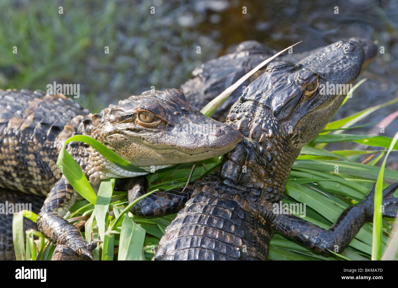 Baby alligators hi-res stock photography and images - Alamy