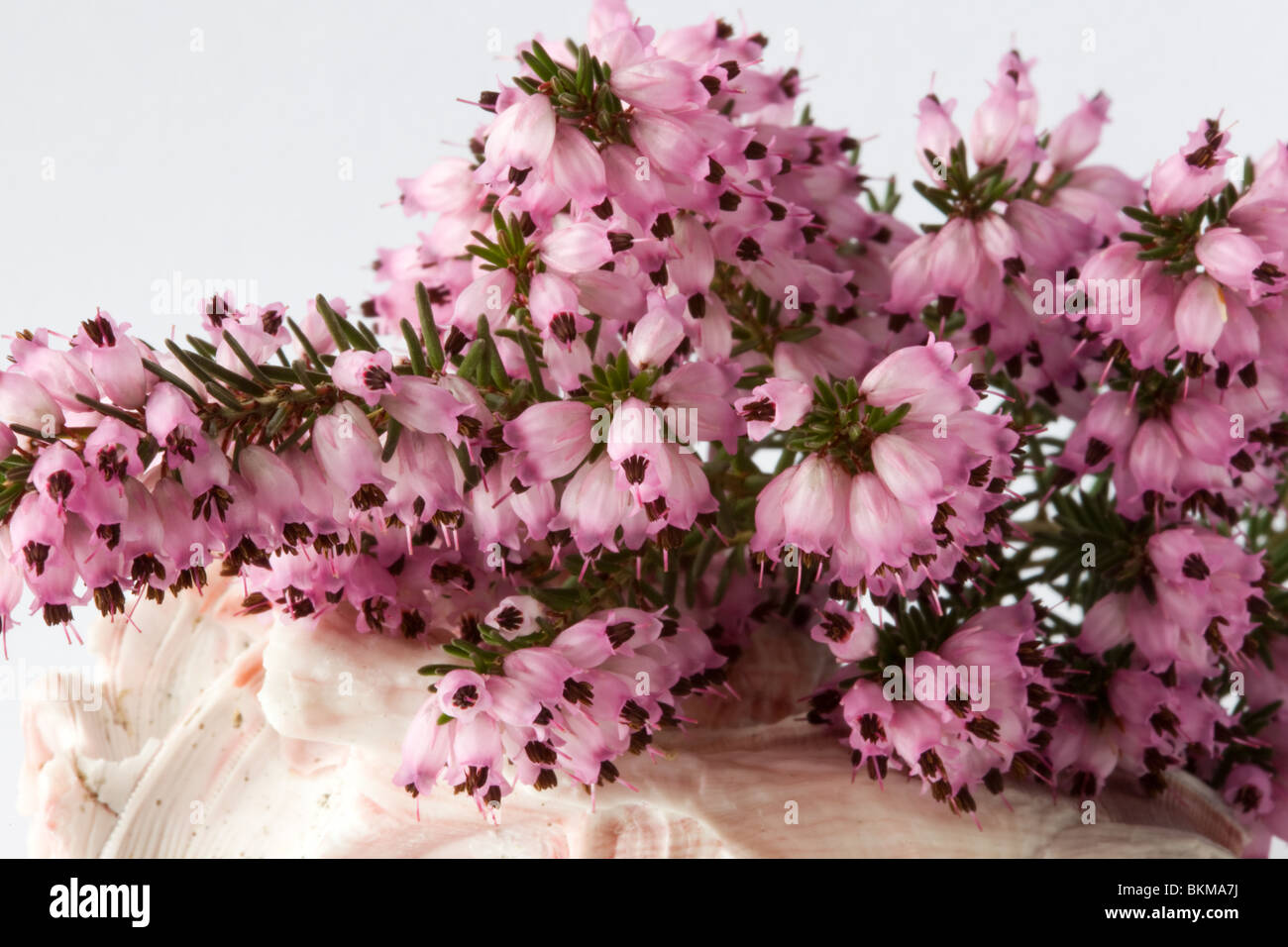 Heather sprig hi-res stock photography and images - Alamy