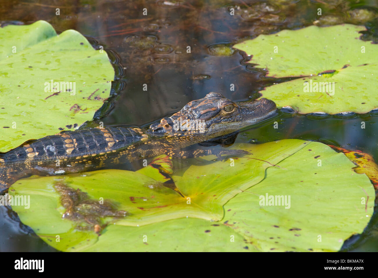 Alligator young water hi-res stock photography and images - Alamy