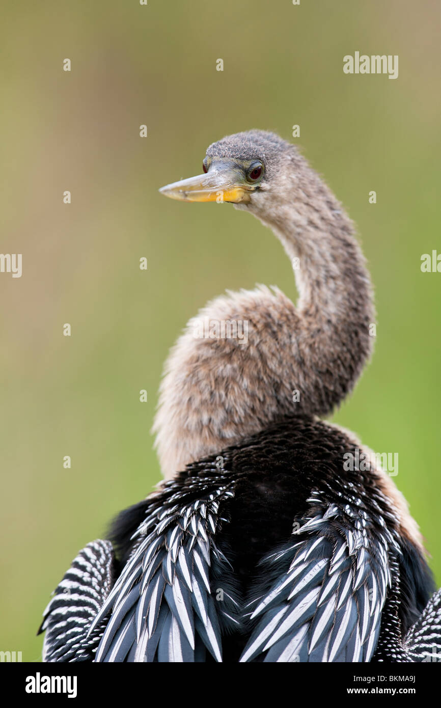 Anhinga (Anhinga anhinga leucogaster), female Stock Photo - Alamy