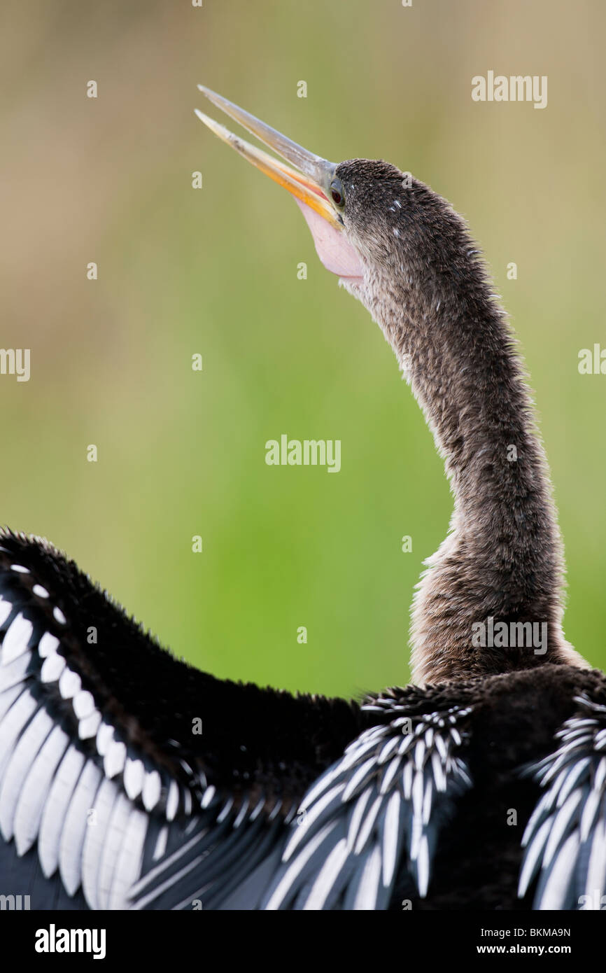 Anhinga (Anhinga anhinga leucogaster), female calling Stock Photo - Alamy