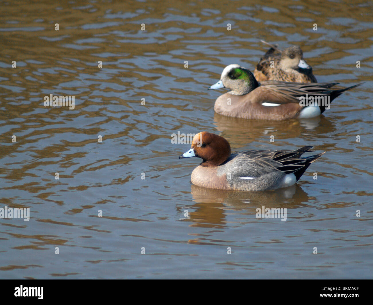 Ducks. Eurasian widgeon, American widgeon Stock Photo - Alamy