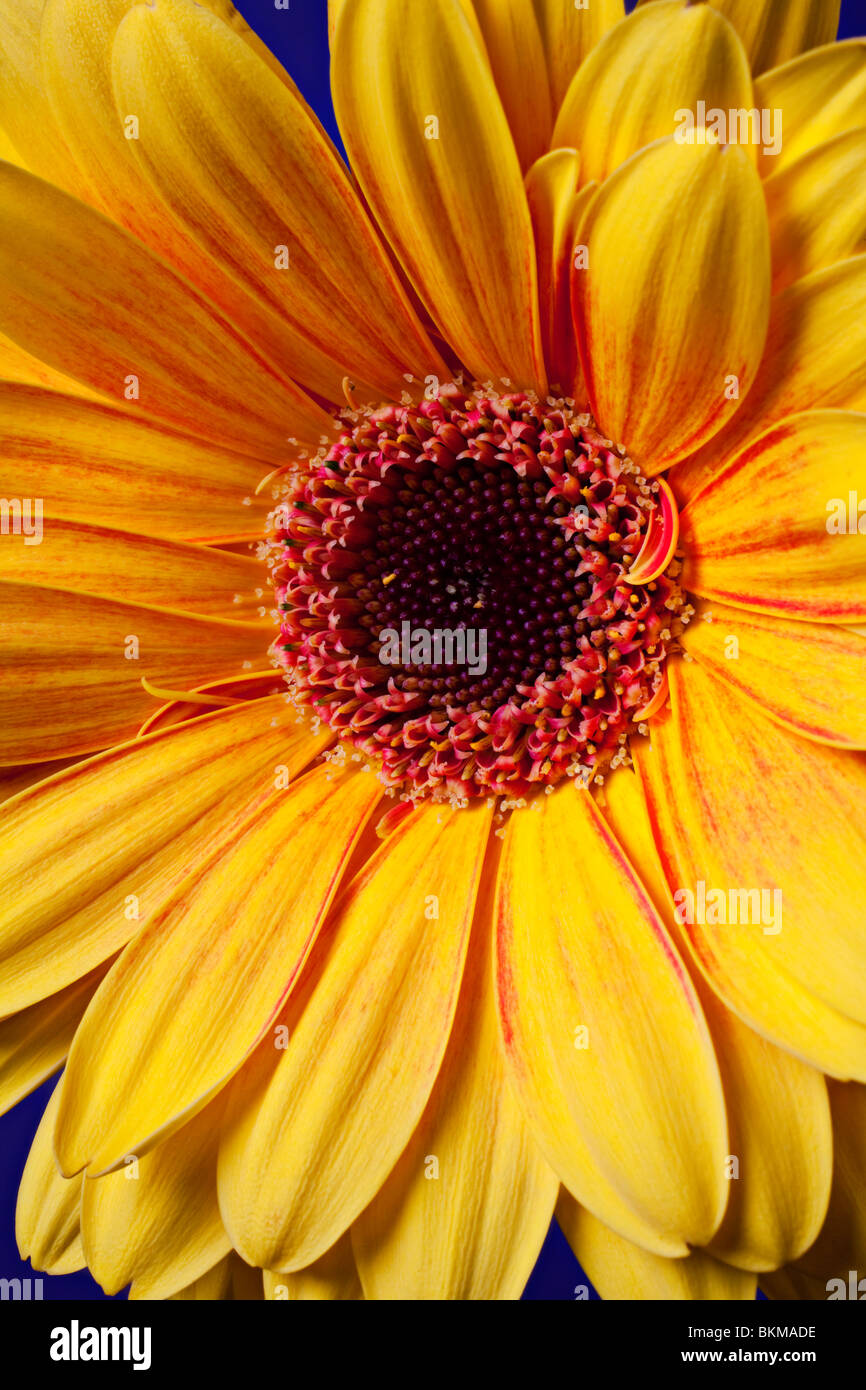 yellow Gerbera daisy Stock Photo - Alamy