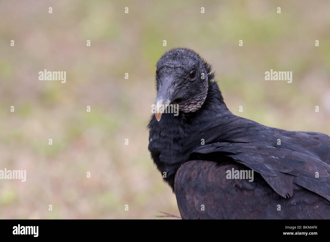 Black Vulture (Coragyps atratus atratus Stock Photo - Alamy