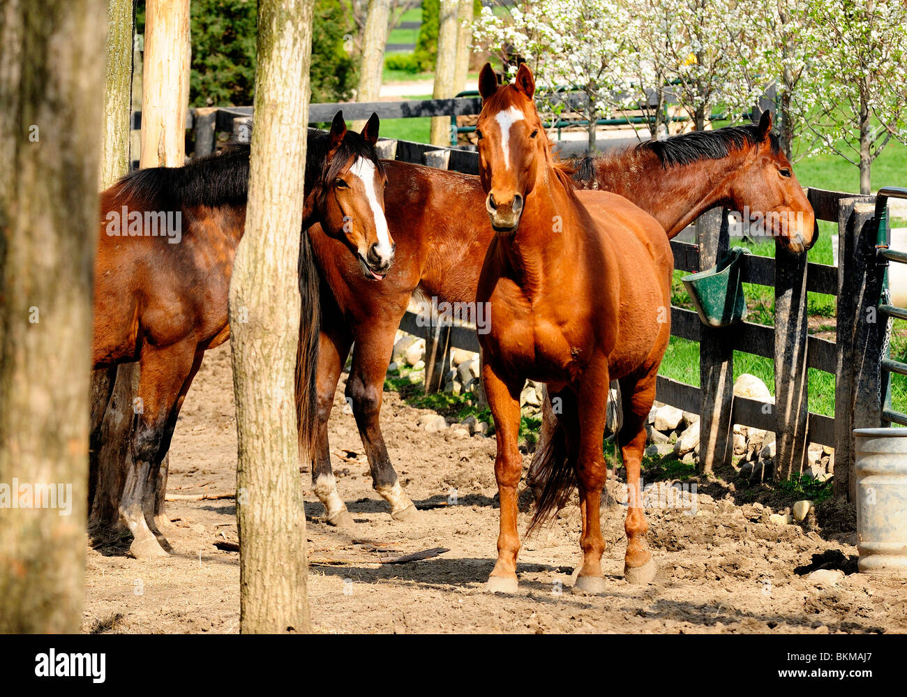 Horses in corral hi-res stock photography and images - Alamy