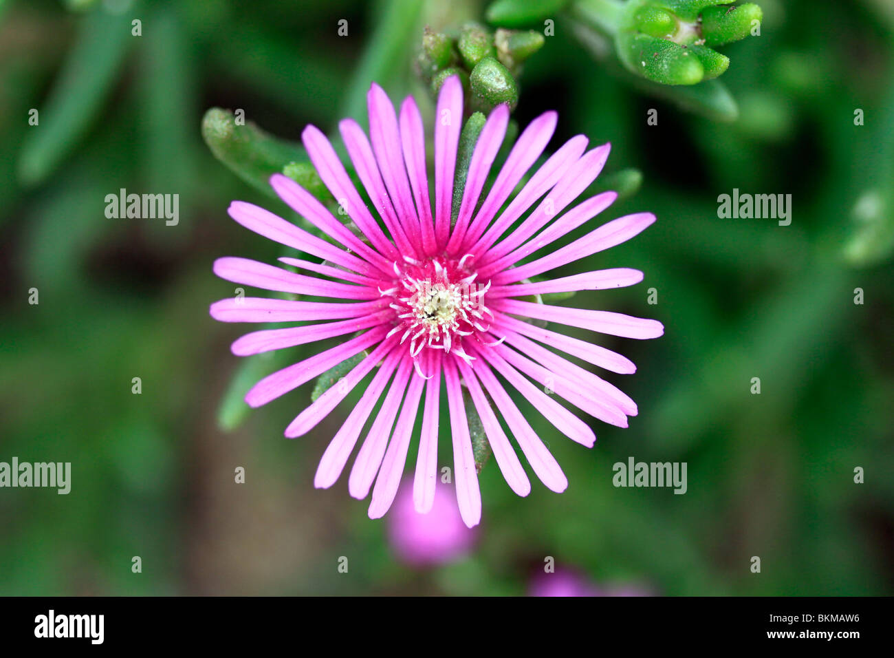 Vygie Flower High Resolution Stock Photography and Images - Alamy