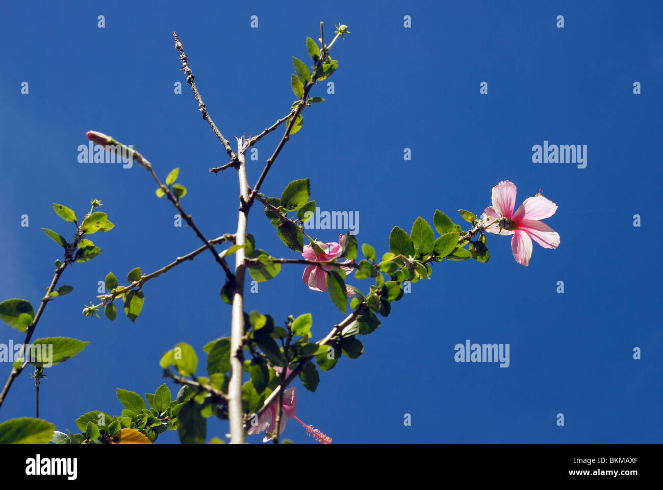 Shoe flower hi-res stock photography and images - Alamy