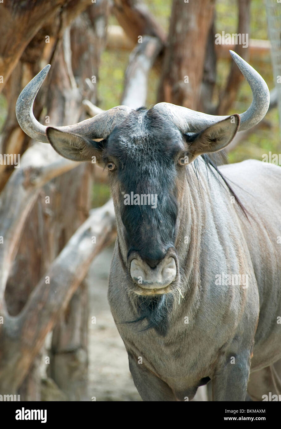 Closeup of an African Buffalo Stock Photo - Alamy