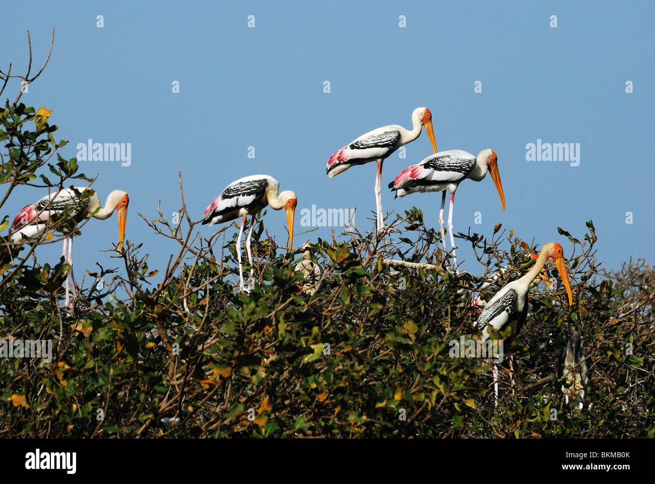Painted stroke birds hi-res stock photography and images - Alamy