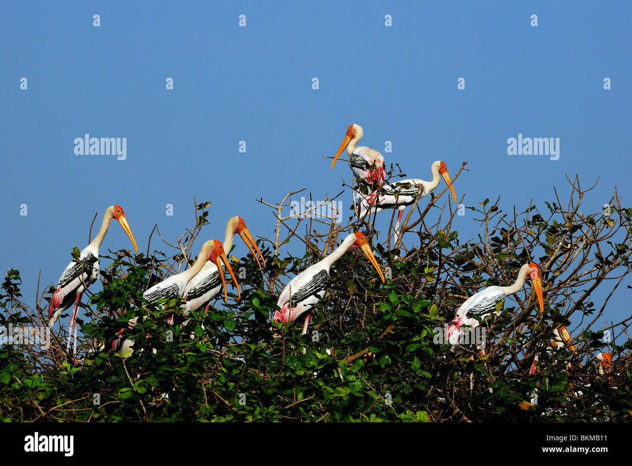 Stroke birds hi-res stock photography and images - Alamy