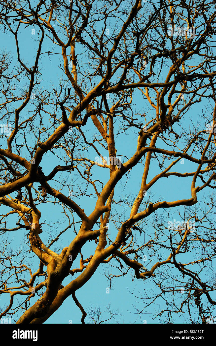 Yellow colour hi-res stock photography and images - Alamy