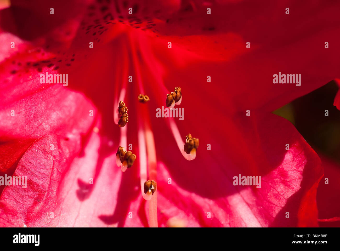 Red rhododendron flower hi-res stock photography and images - Alamy