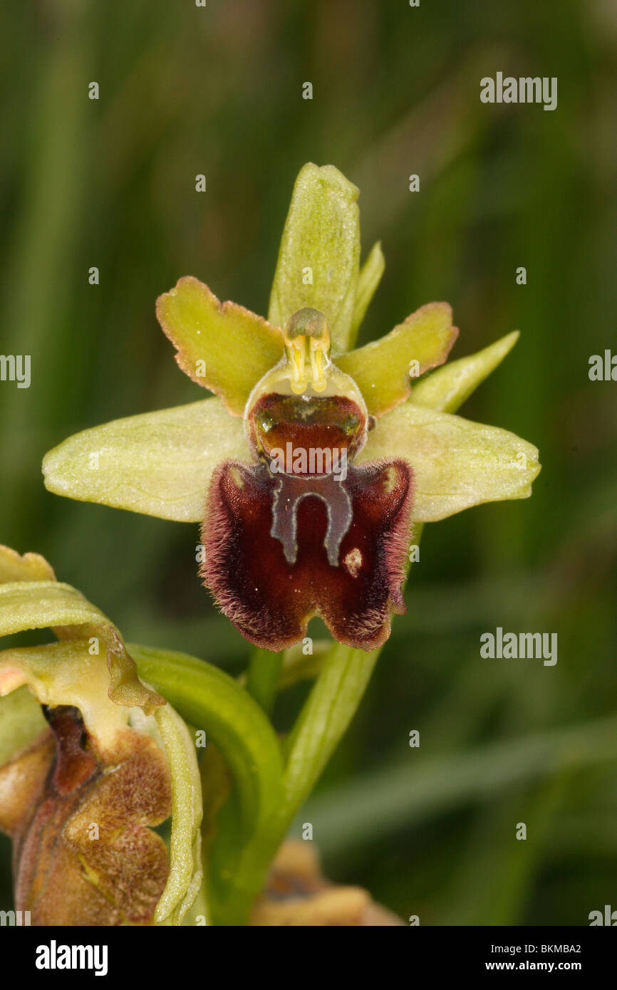 Early spider orchid. Ophrys sphegodes, Dancing ledge, Dorset. May Stock ...