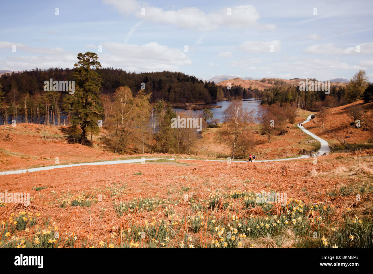 Coniston, Cumbria, England, UK. Wild daffodils and view of Tarn Hows ...