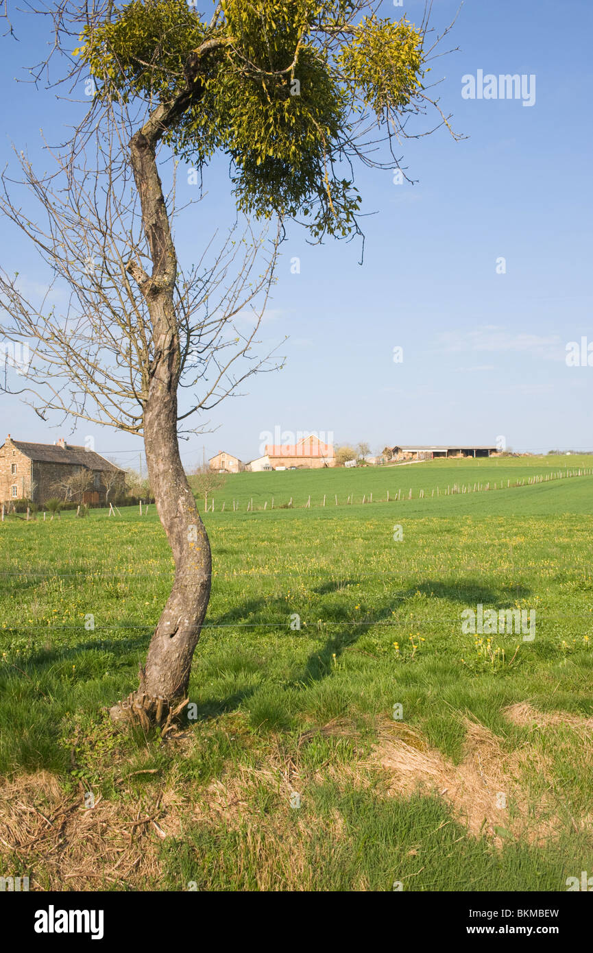 A Lonely Tree Covered in Mistletoe in French Farmland and Countryside ...