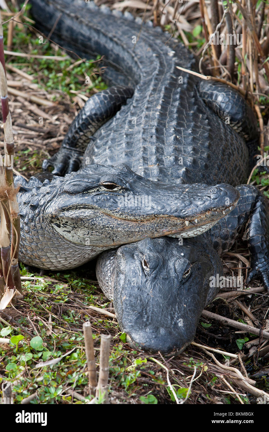 American Alligator (Alligator mississippiensis), pair resting together ...