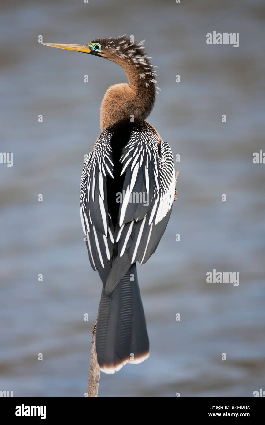 Anhinga (Anhinga anhinga leucogaster), female Stock Photo - Alamy