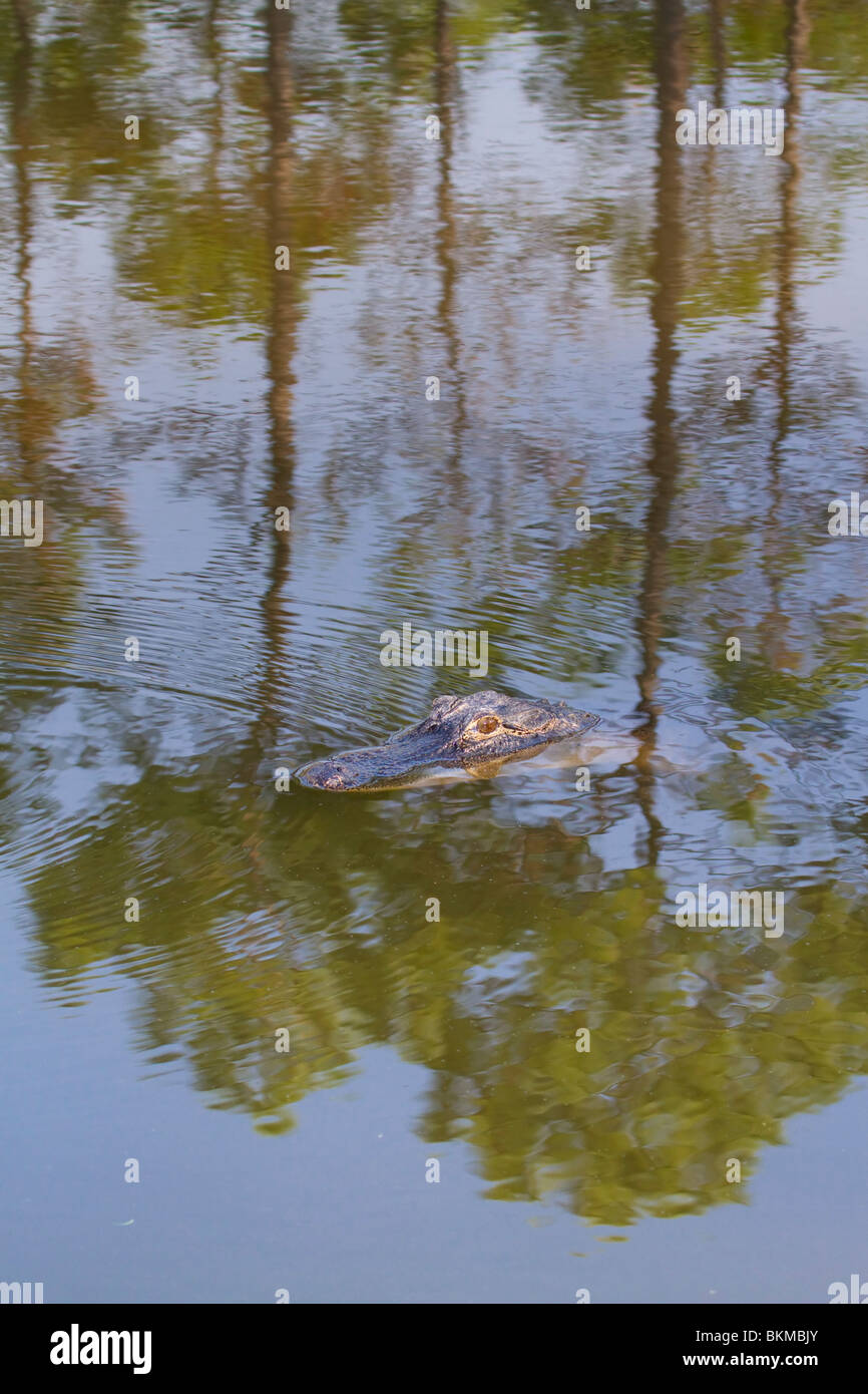 American alligator alligator missisipiensis hi-res stock photography ...