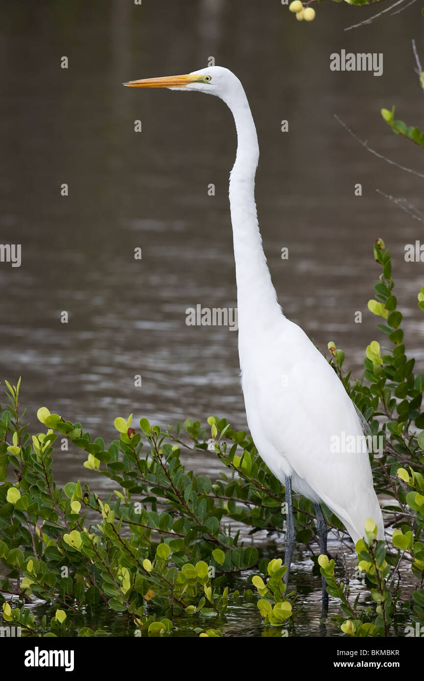 Great Egret (Ardea alba modesta), American subspecies Stock Photo - Alamy