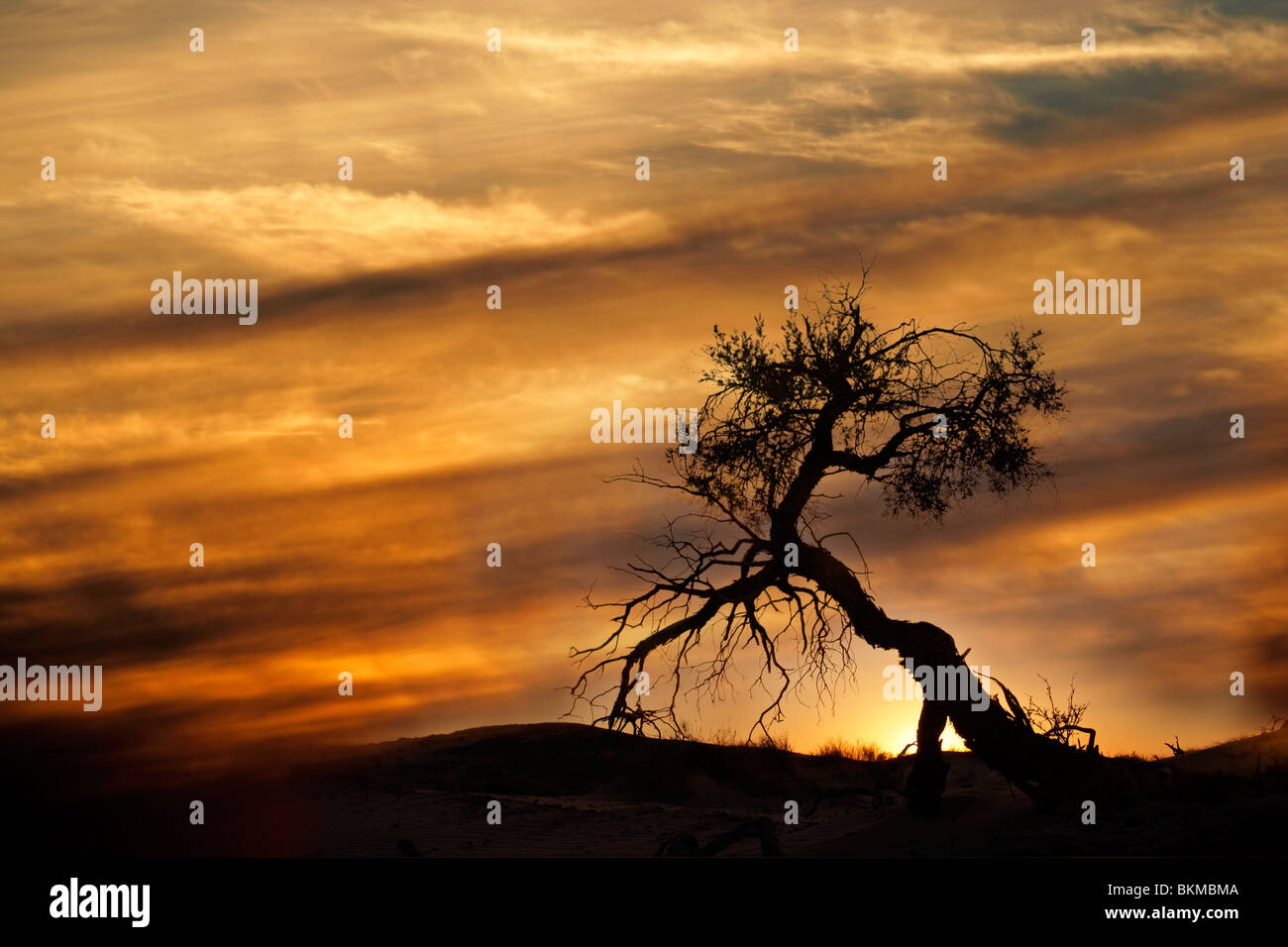 Tree silhouetted against a setting sun, Kalahari desert, South Africa ...