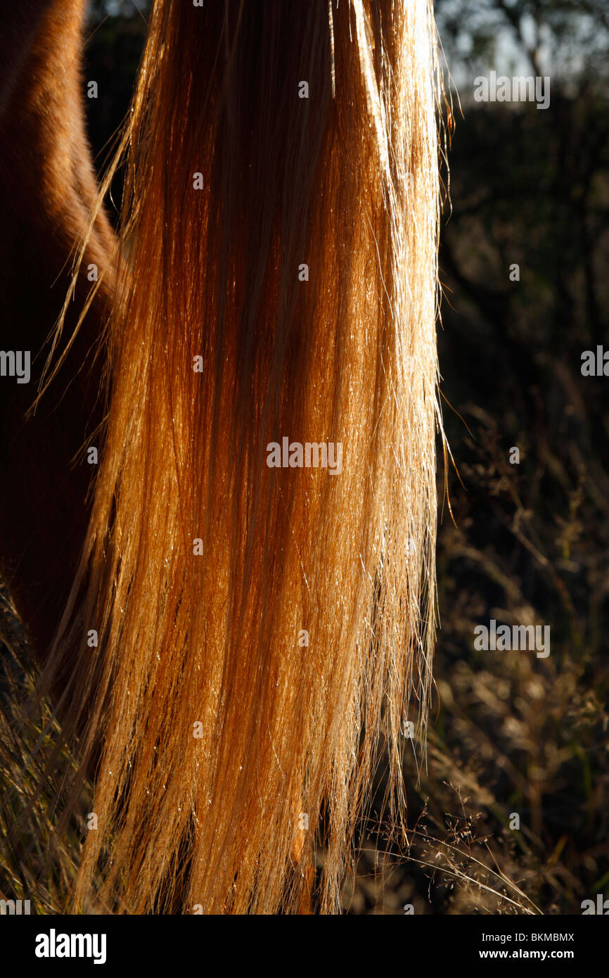 Horse tail hi-res stock photography and images - Alamy