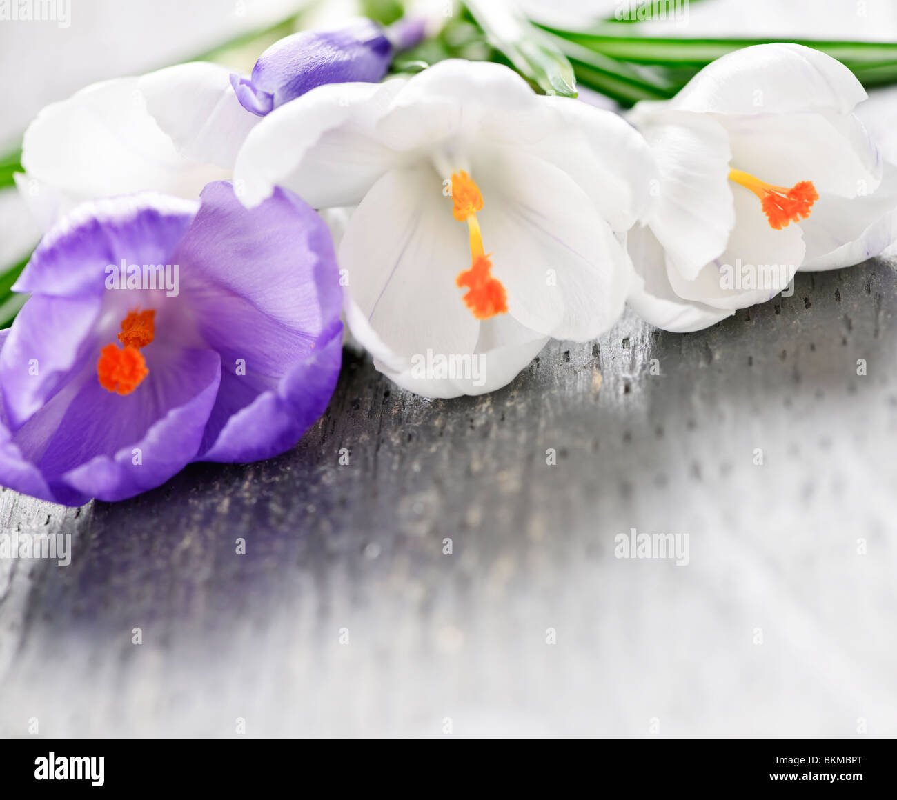 Fresh cut stem hi-res stock photography and images - Alamy