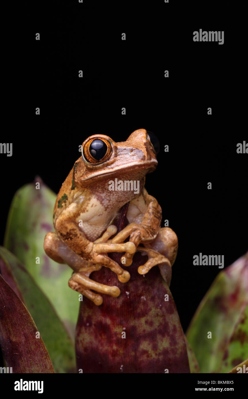 Marbled Tree Frog Stock Photo - Alamy