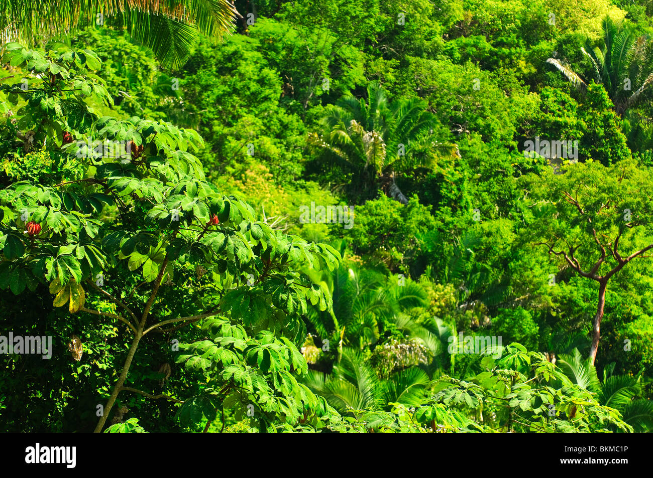 Jungle background hi-res stock photography and images - Alamy