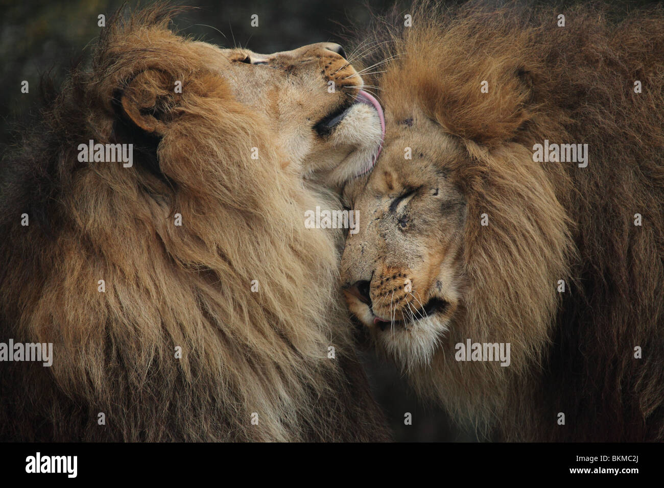 Male lions greeting Stock Photo - Alamy