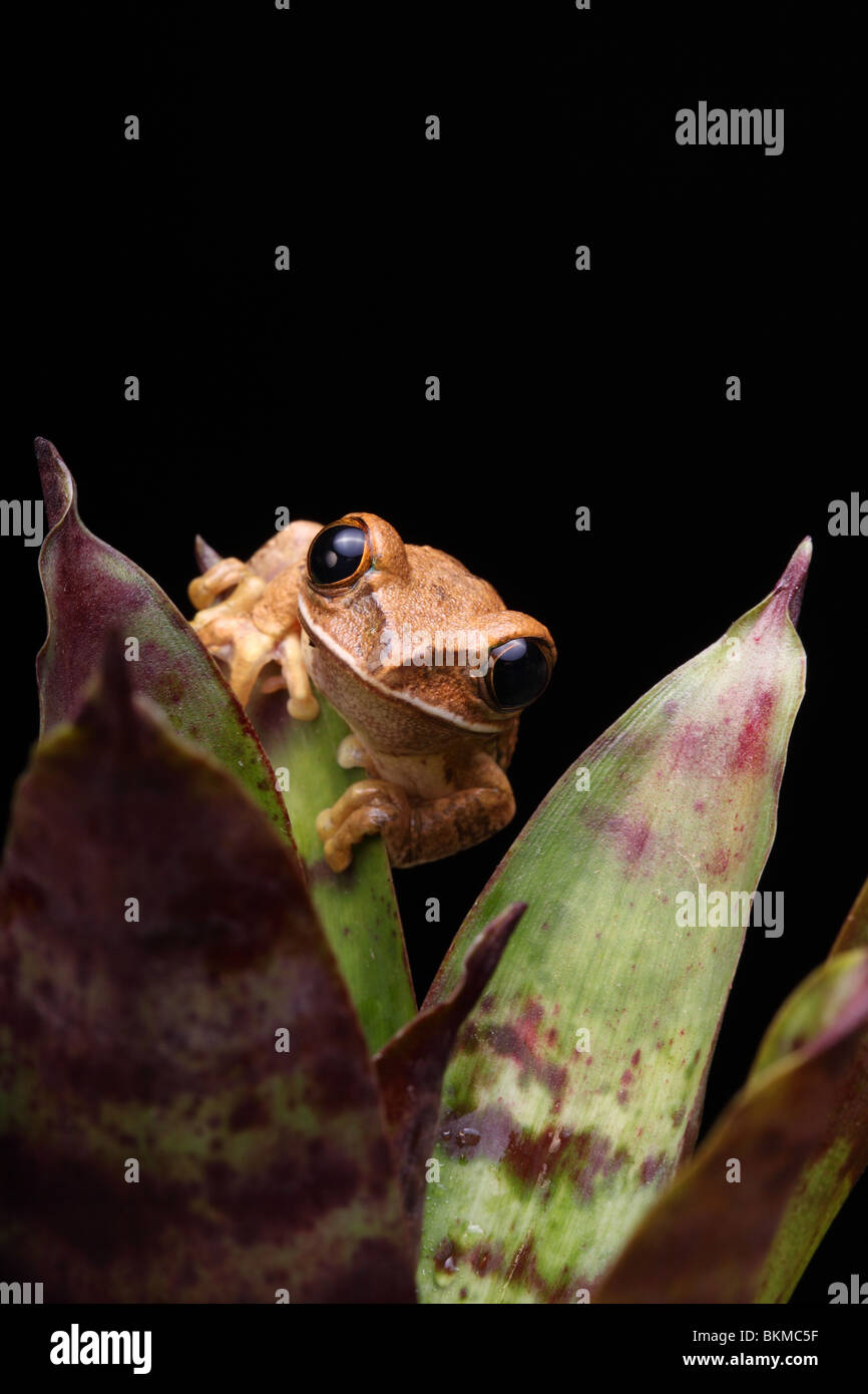 Marbled Tree Frog Stock Photo - Alamy