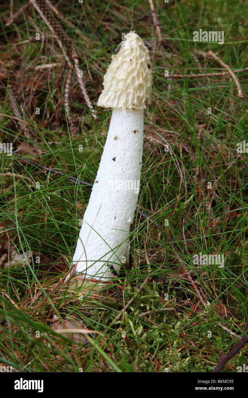 Stinkhorn fungus hi-res stock photography and images - Alamy