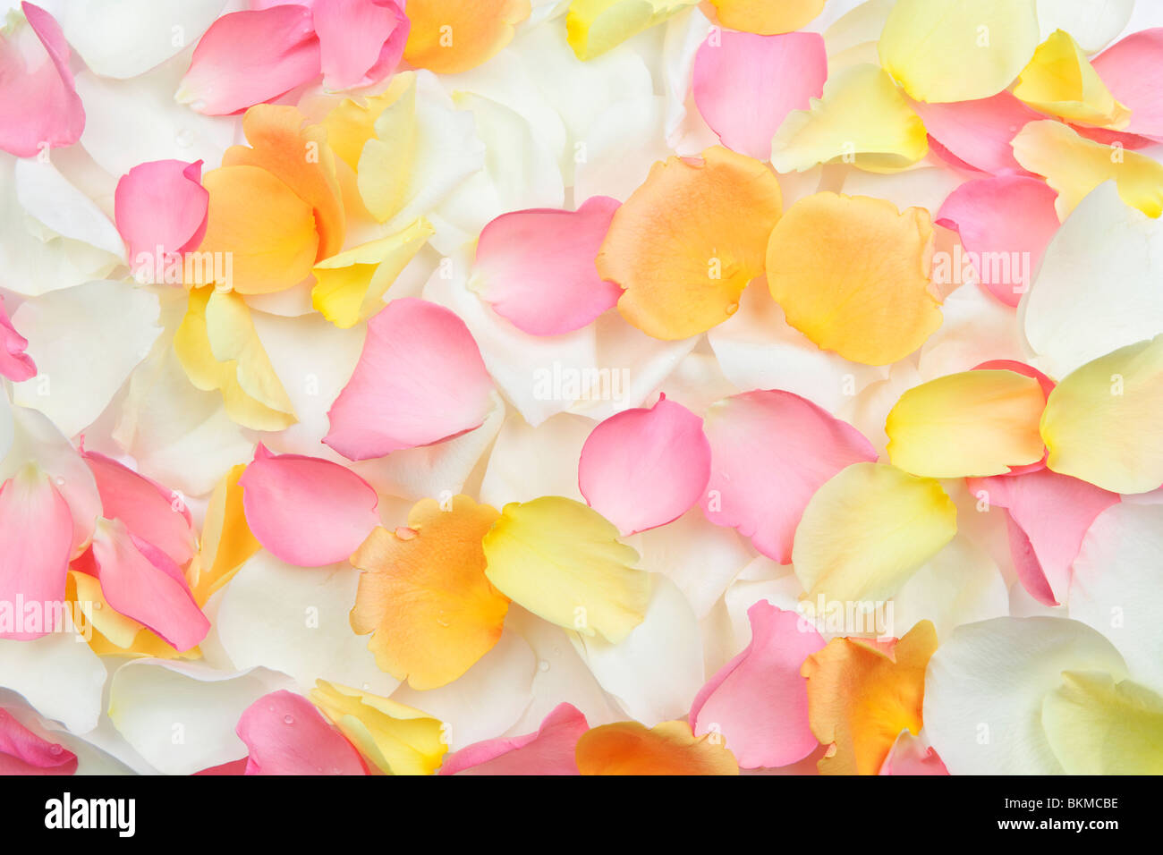 Abstract background of fresh scattered rose petals Stock Photo - Alamy
