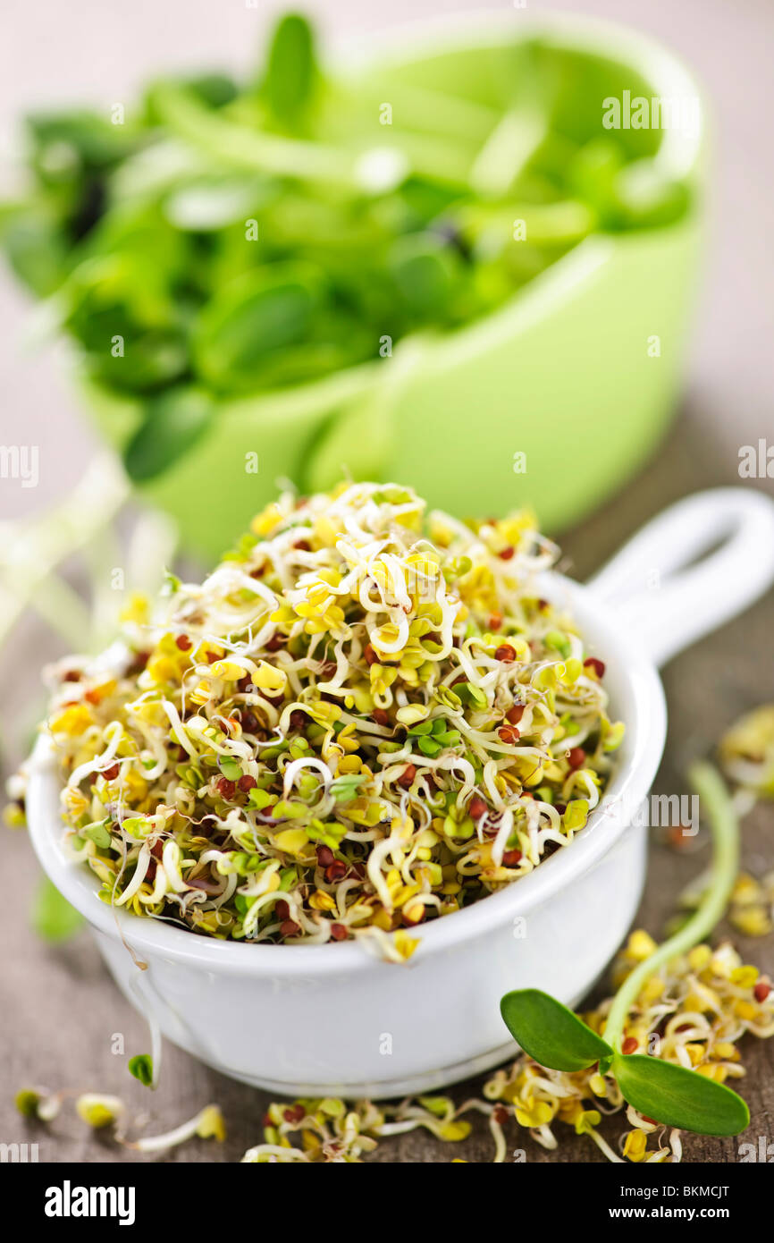 Fresh young alfalfa sprouts hi-res stock photography and images - Alamy