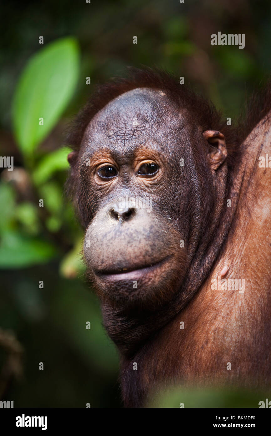 Portrait of an orangutan (Pongo pygmaeus). Sepilok Orangutan ...