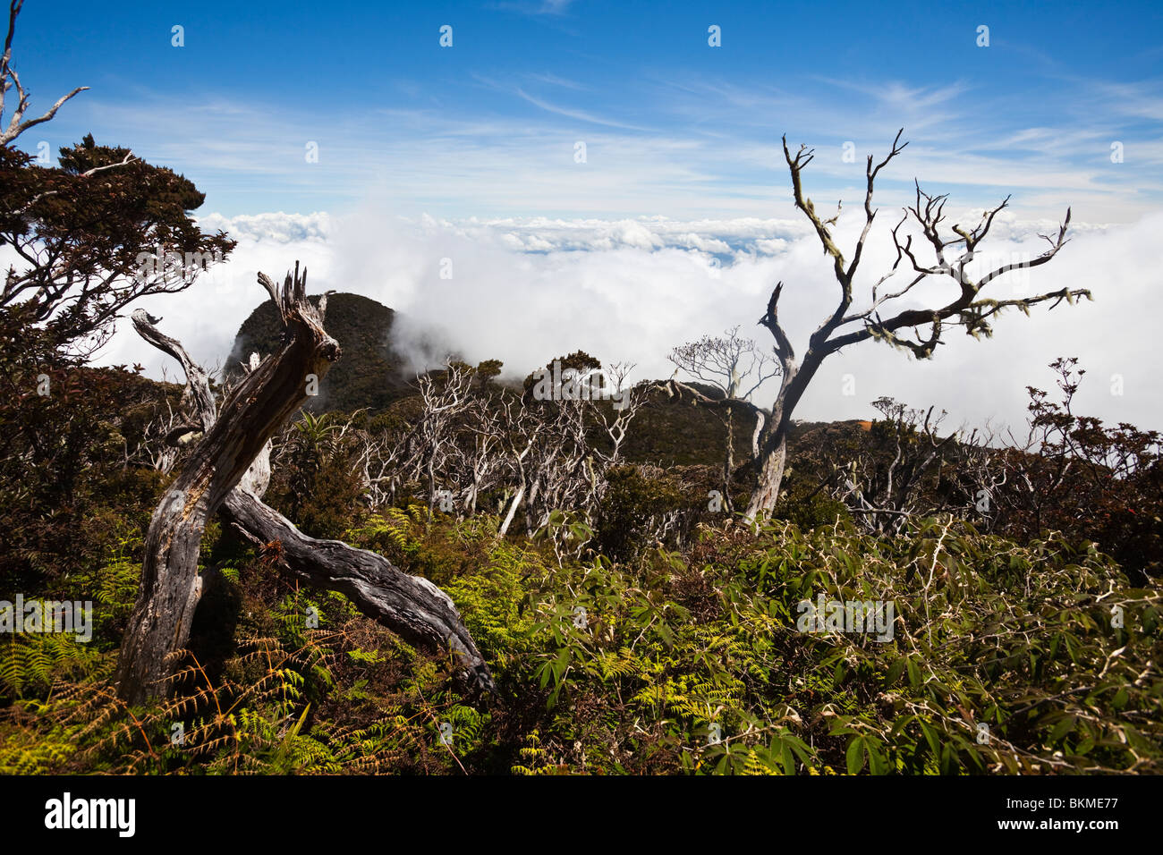 Rhododendron forest on the slopes of Mt Kinabalu. Kinabalu National ...