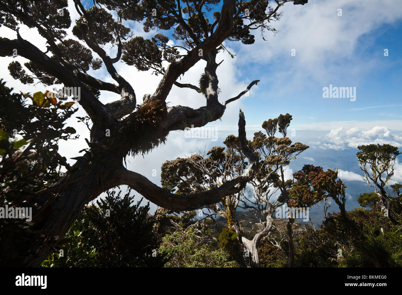 Flora on mount kinabalu hi-res stock photography and images - Alamy