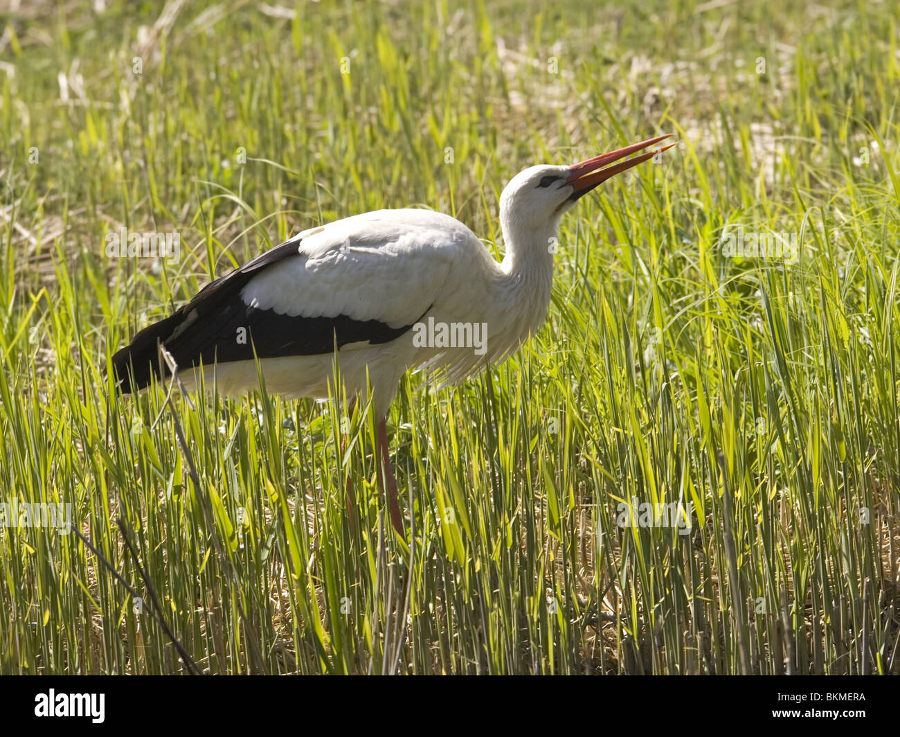 Stork beak open hi-res stock photography and images - Alamy