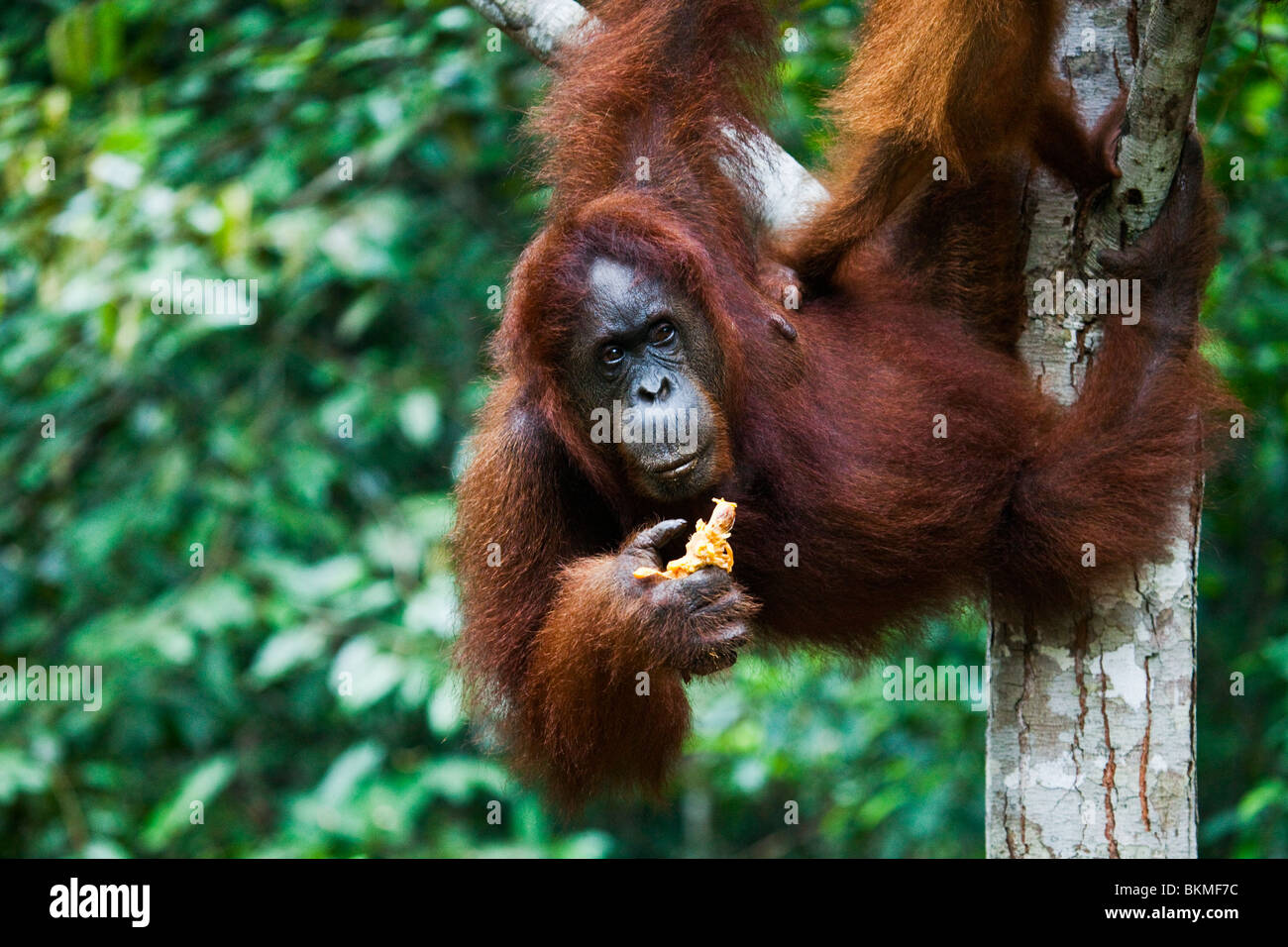 Borneo orang utan young hi-res stock photography and images - Alamy