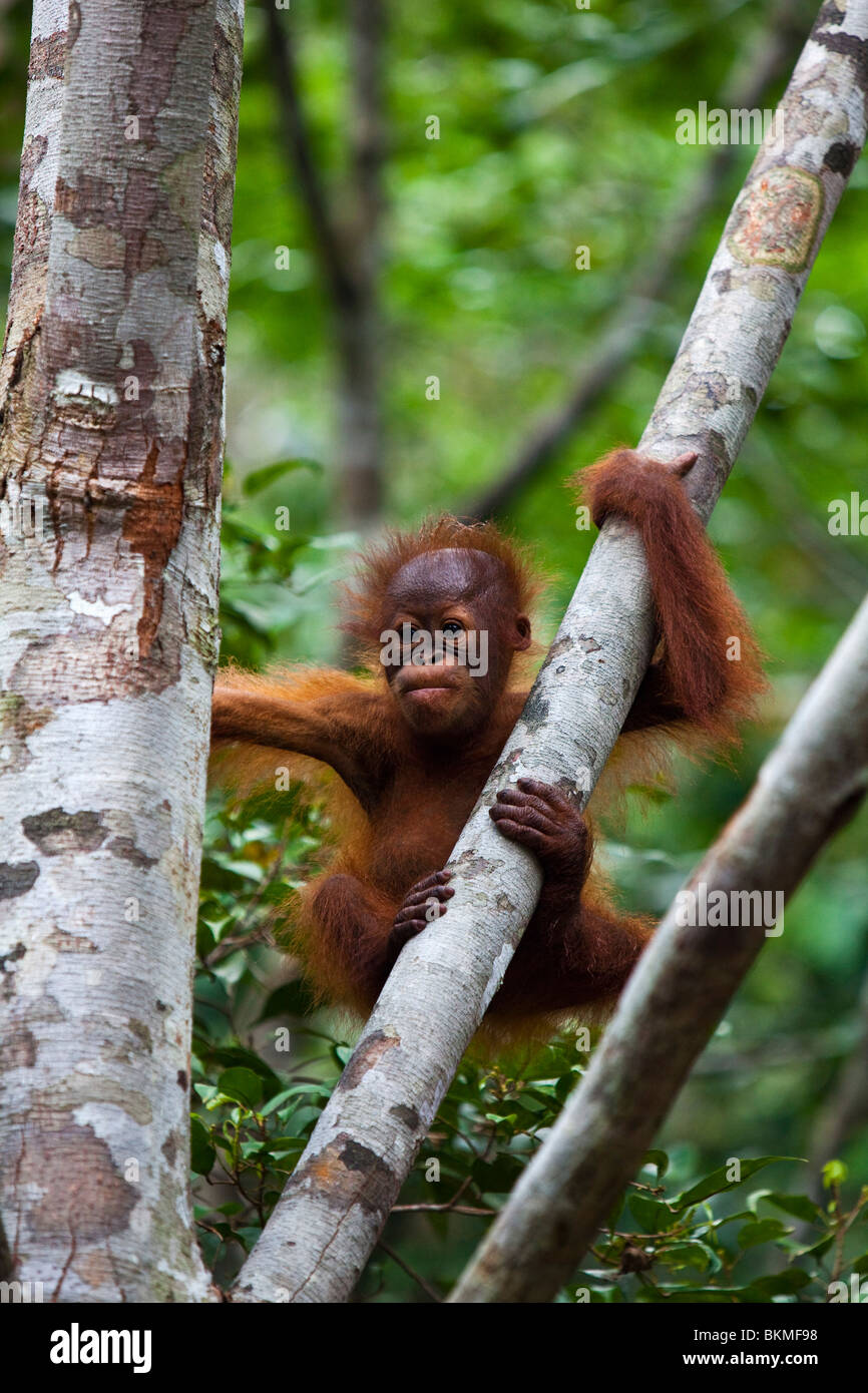Baby orangutan (Pongo pygmaeus) at the Semenngoh Wildlife Centre ...