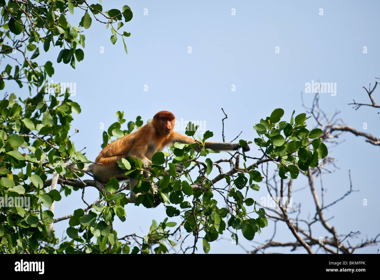 Bako national park proboscis monkey hi-res stock photography and images ...