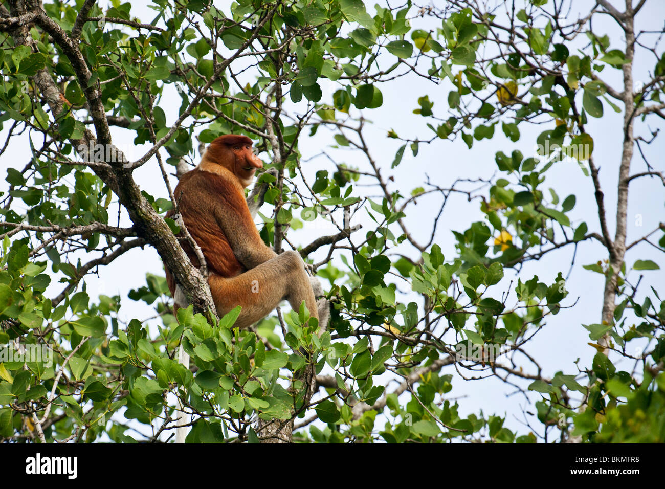 Monkey mangrove hi-res stock photography and images - Alamy