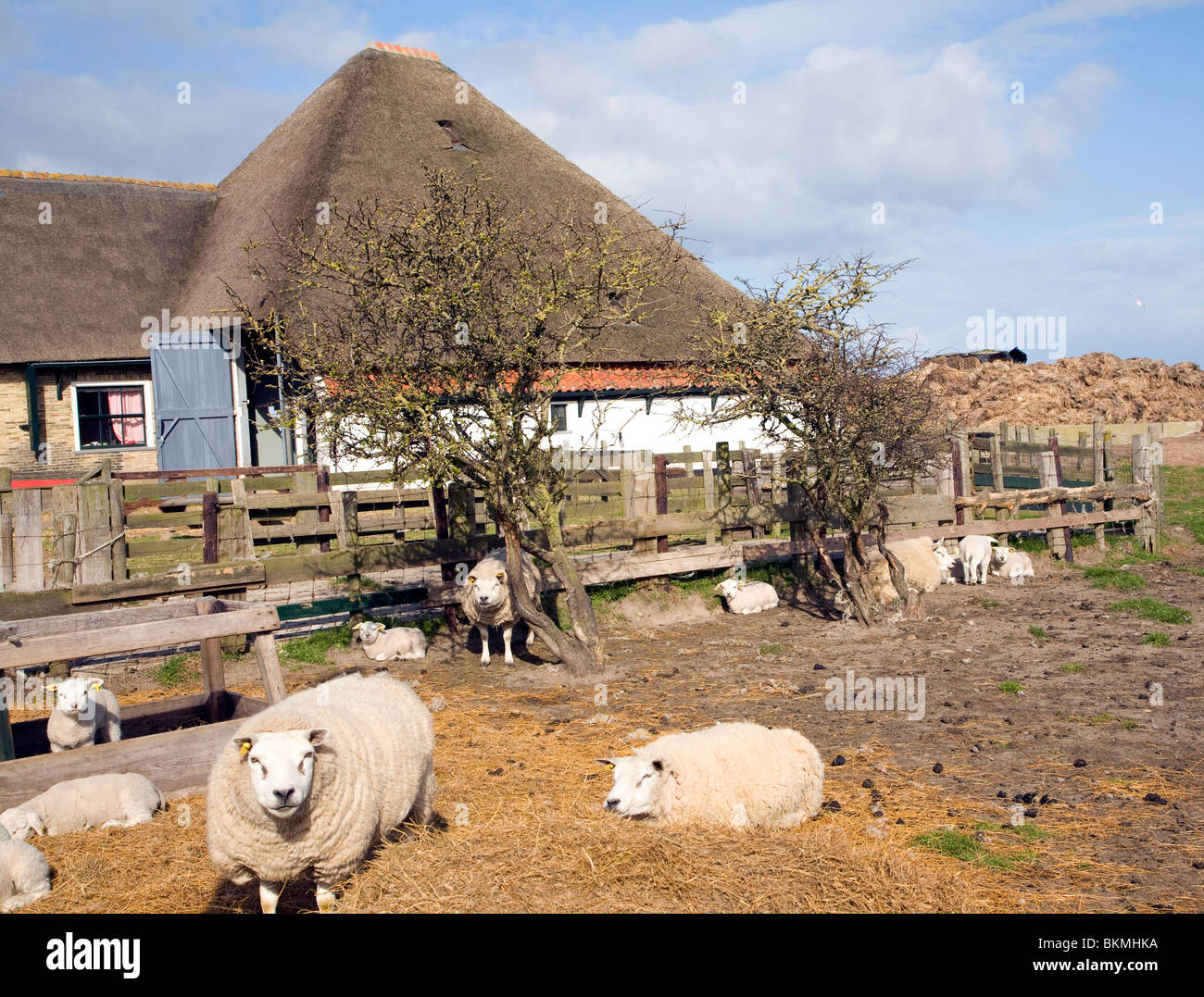 Sheep farm, Texel, Netherlands Stock Photo - Alamy