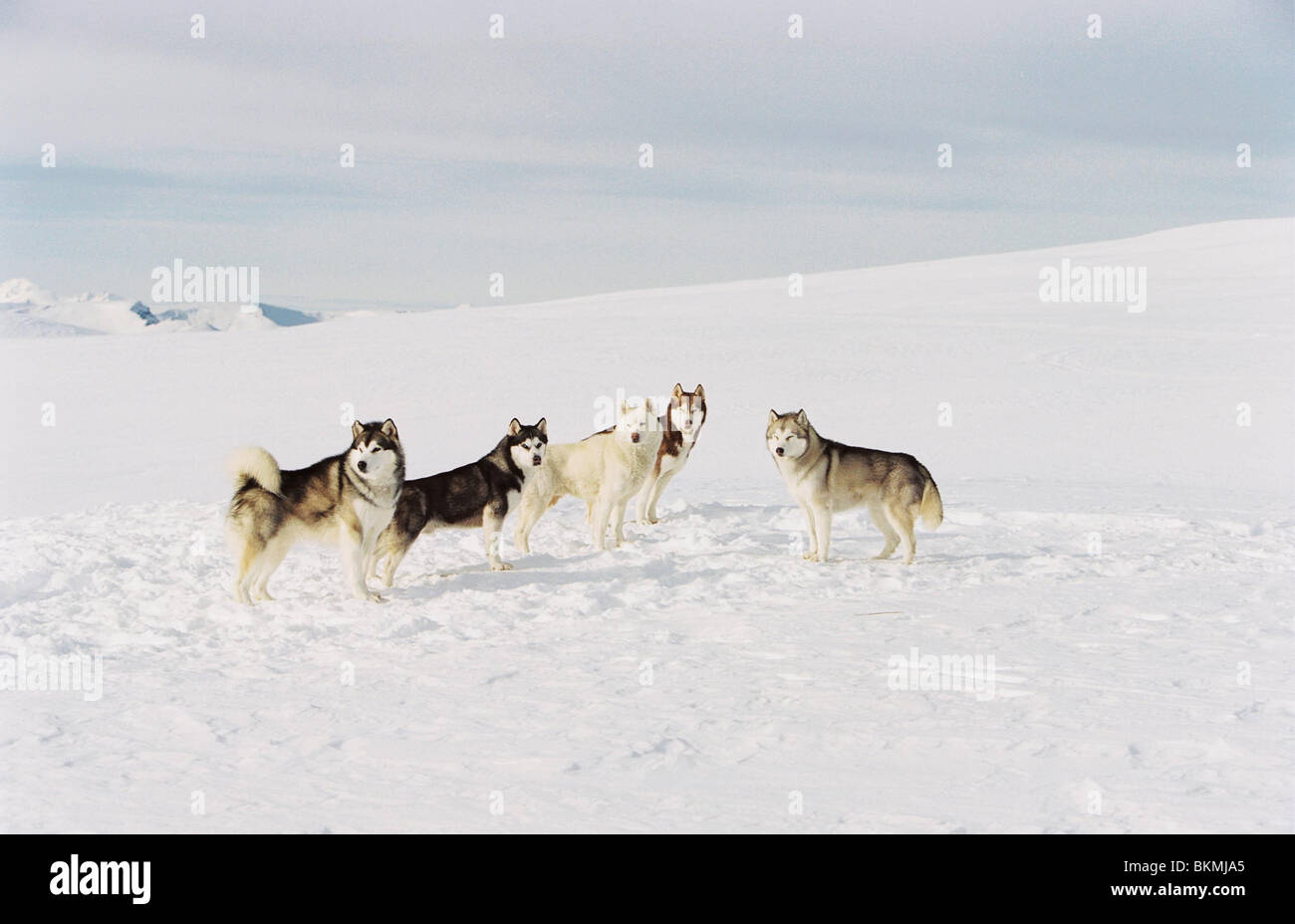 Eight below 2006 hi-res stock photography and images - Alamy