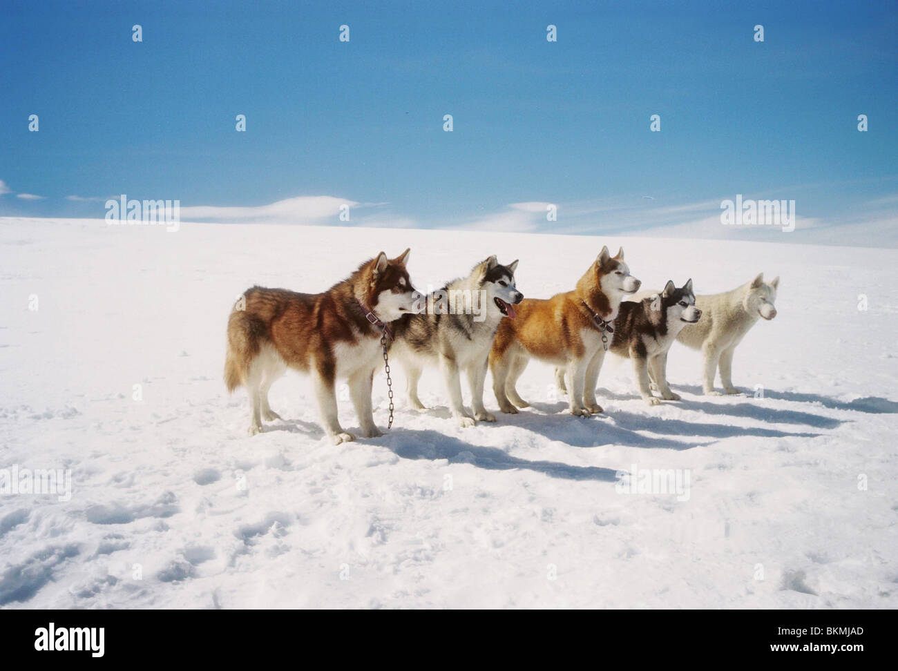 EIGHT BELOW (2006) CREDIT DISNEY EBEL 001-13 Stock Photo - Alamy