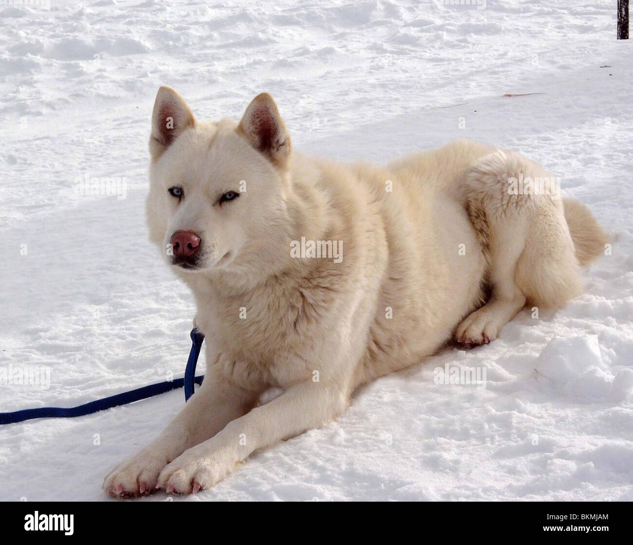 EIGHT BELOW (2006) CREDIT DISNEY EBEL 001-18 Stock Photo - Alamy
