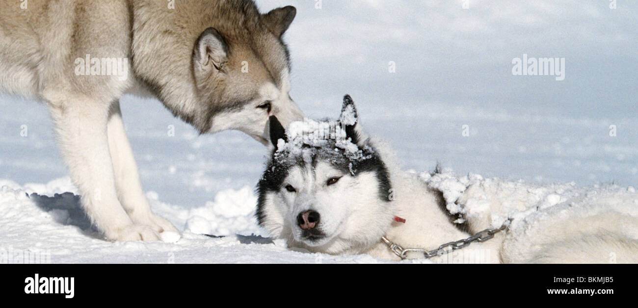 EIGHT BELOW (2006) CREDIT DISNEY EBEL 001-22 Stock Photo - Alamy