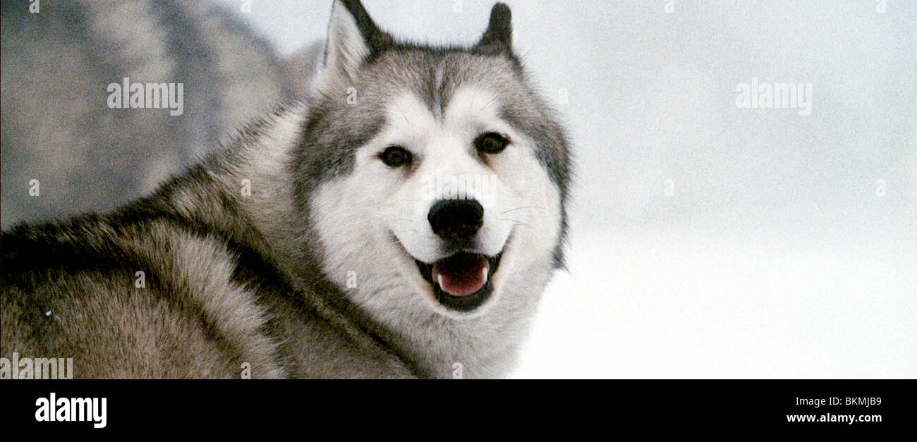 Eight Below Dog Maya